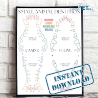 Veterinary Feline Dental Chart Poster - Simplify Your Dental Charting ...