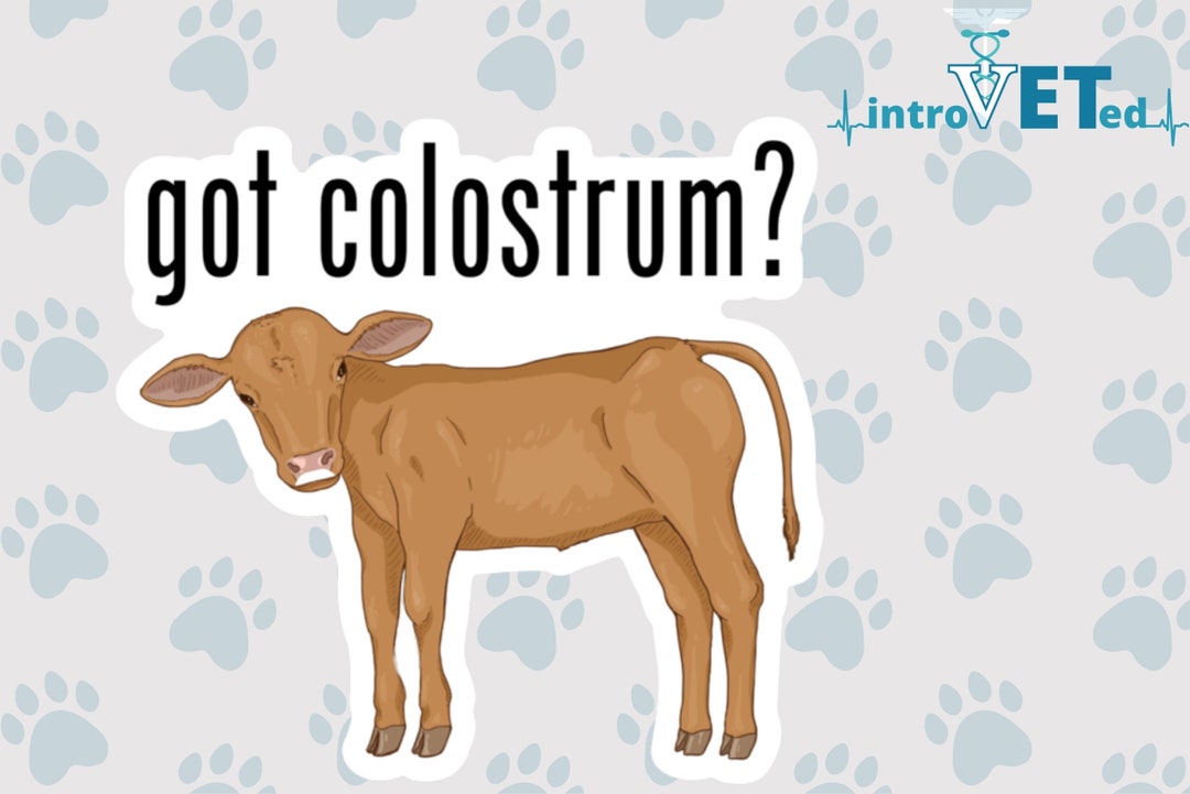Got Colostrum Sticker, Veterinarian Sticker, Vet Tech Sticker, Cow ...