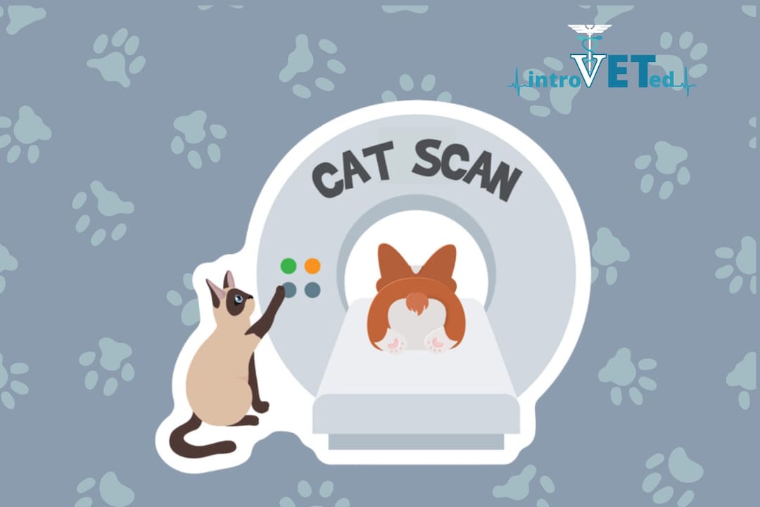 Cat Scan Sticker,ct Sticker,radiologist Sticker,radiology Sticker ...