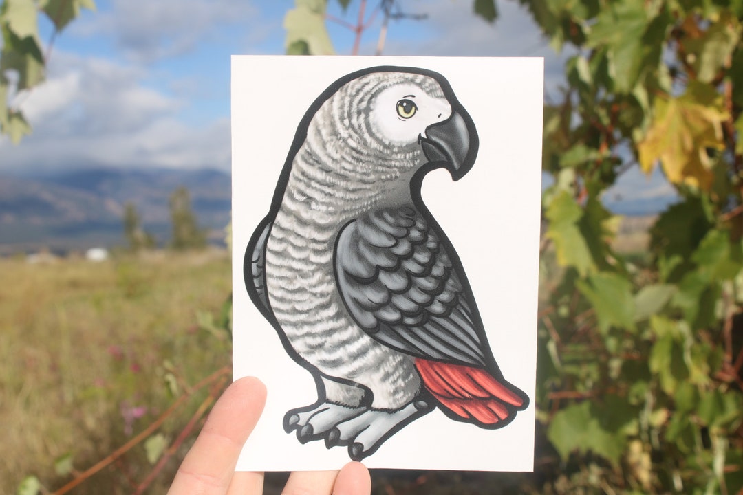 African Grey Parrot Vinyl Sticker for Cars, Trucks, Laptops: Gift for ...