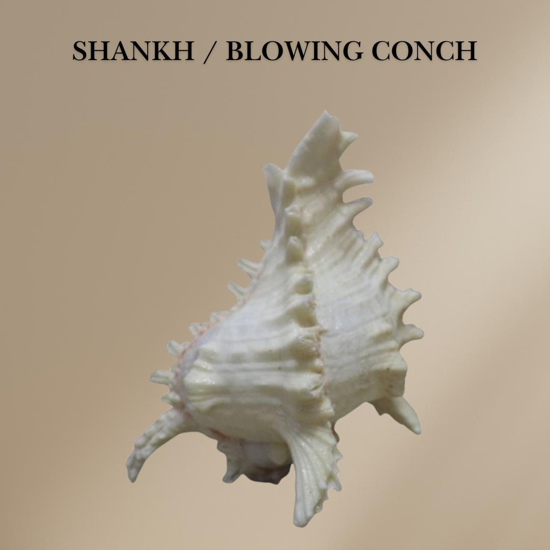 Original Natural Blowing Conch Shell With Stand – Sea Shell Decor for ...