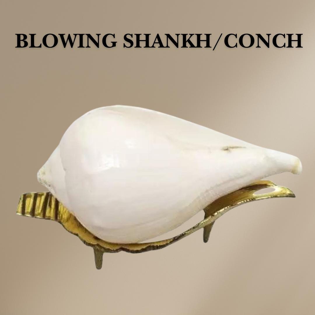Original Natural Blowing Conch Shell With Stand – Sea Shell Decor for ...