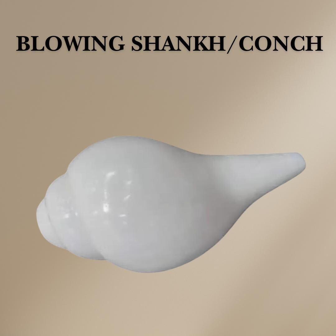 Original Natural Blowing Conch Shell – Sea Shell Decor for Home ...