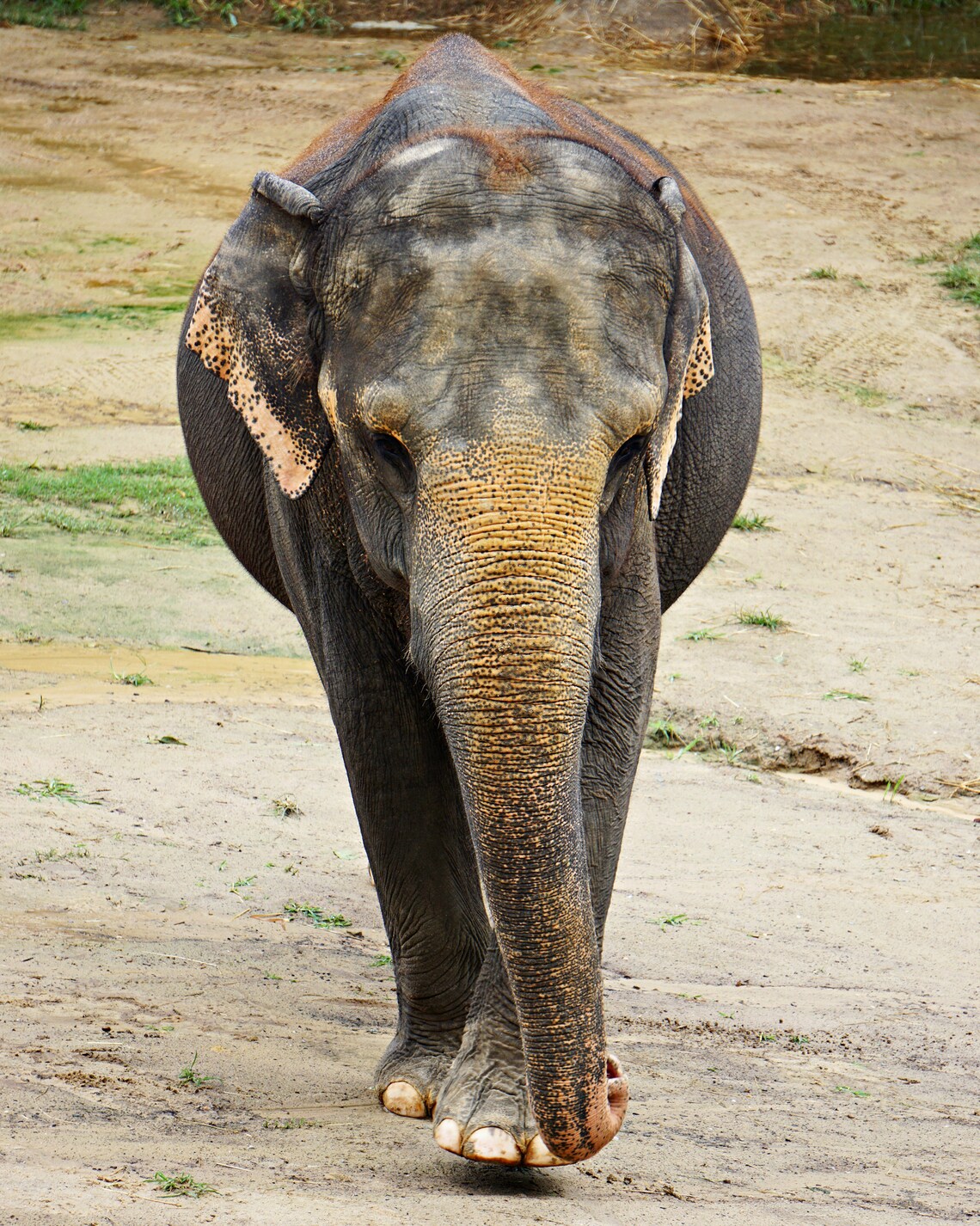 Elephant Digital Download - Etsy