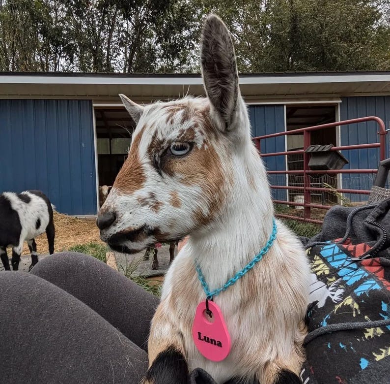 Goat Name Tags 3D Printed - Etsy
