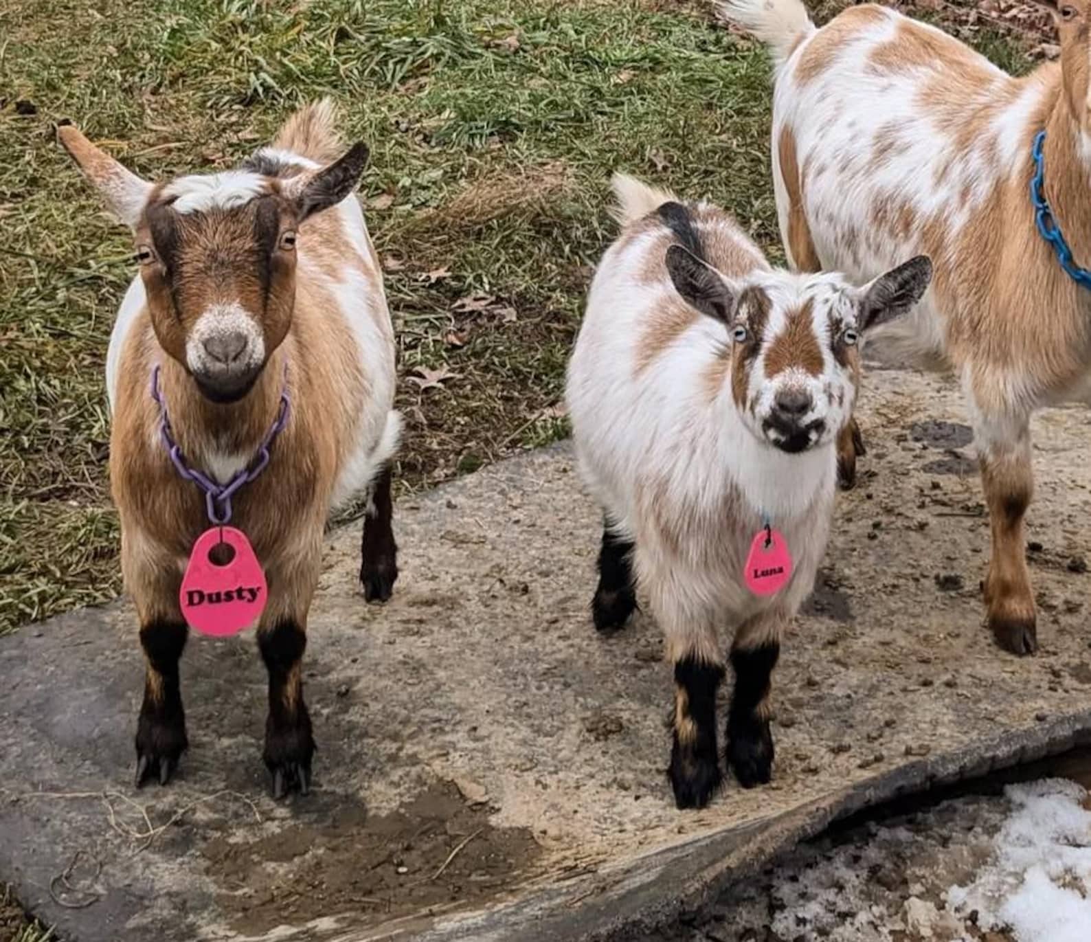 Goat Name Tags 3D Printed - Etsy