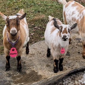 Goat Name Tags 3D Printed - Etsy