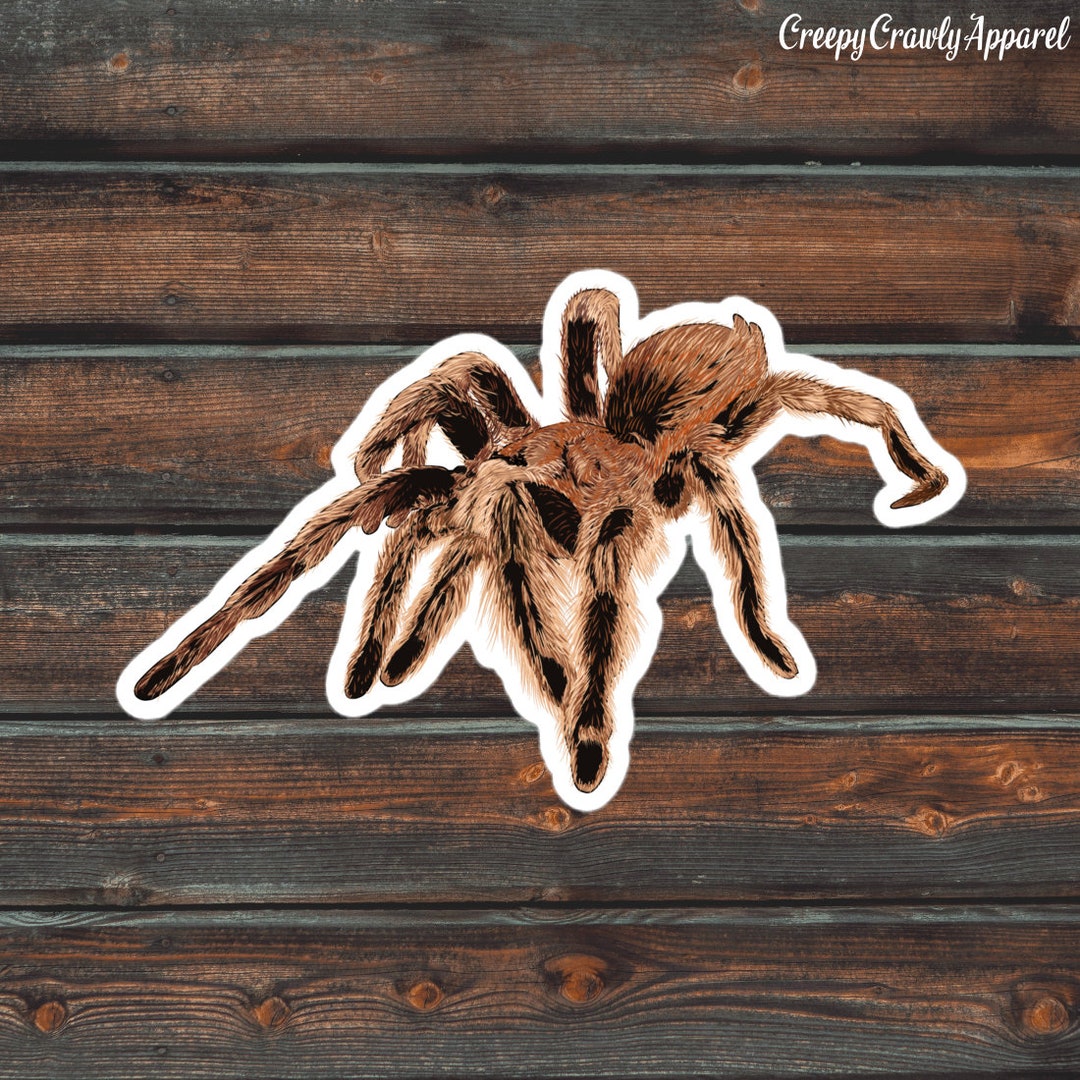 Rose Hair Tarantula Sticker, Bug Sticker, Cute Spider Sticker, Vinyl ...