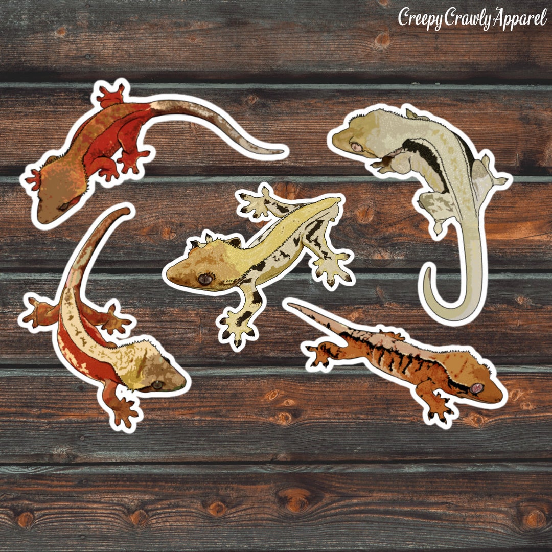 5 Pack Crested Gecko Stickers, Gecko Decals, Vinyl Waterproof Crested ...