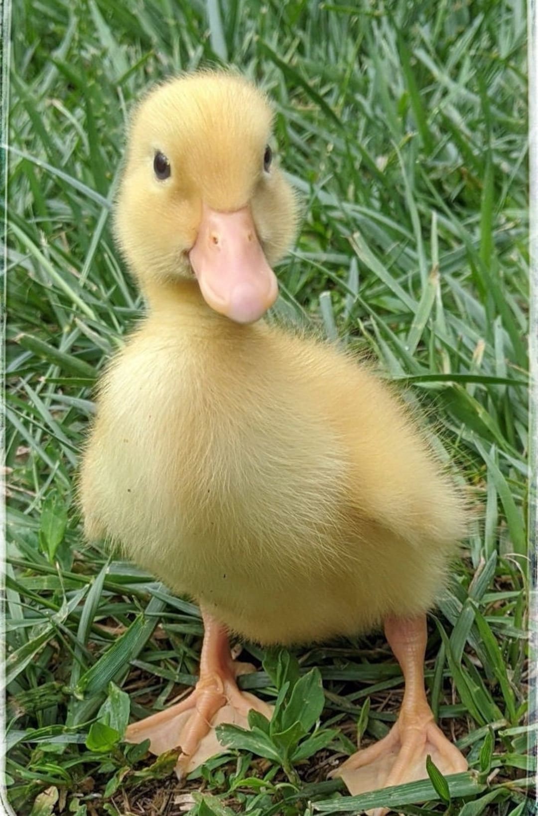 Baby Ducklings in the Spring | Photo Card Stationery With Envelopes - Etsy