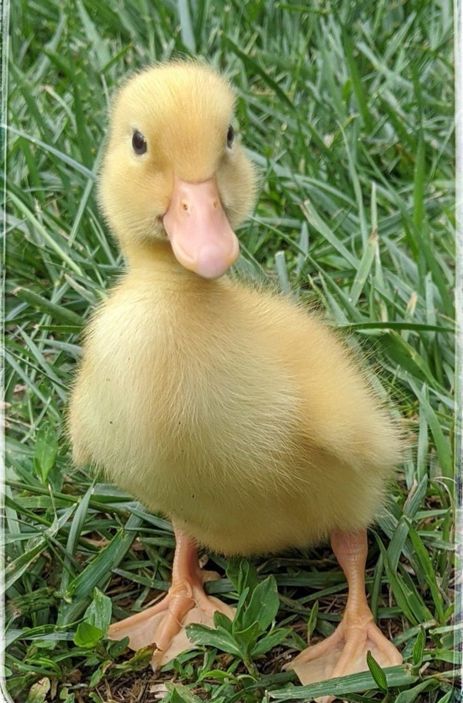 Baby Ducklings in the Spring | Photo Card Stationery With Envelopes - Etsy