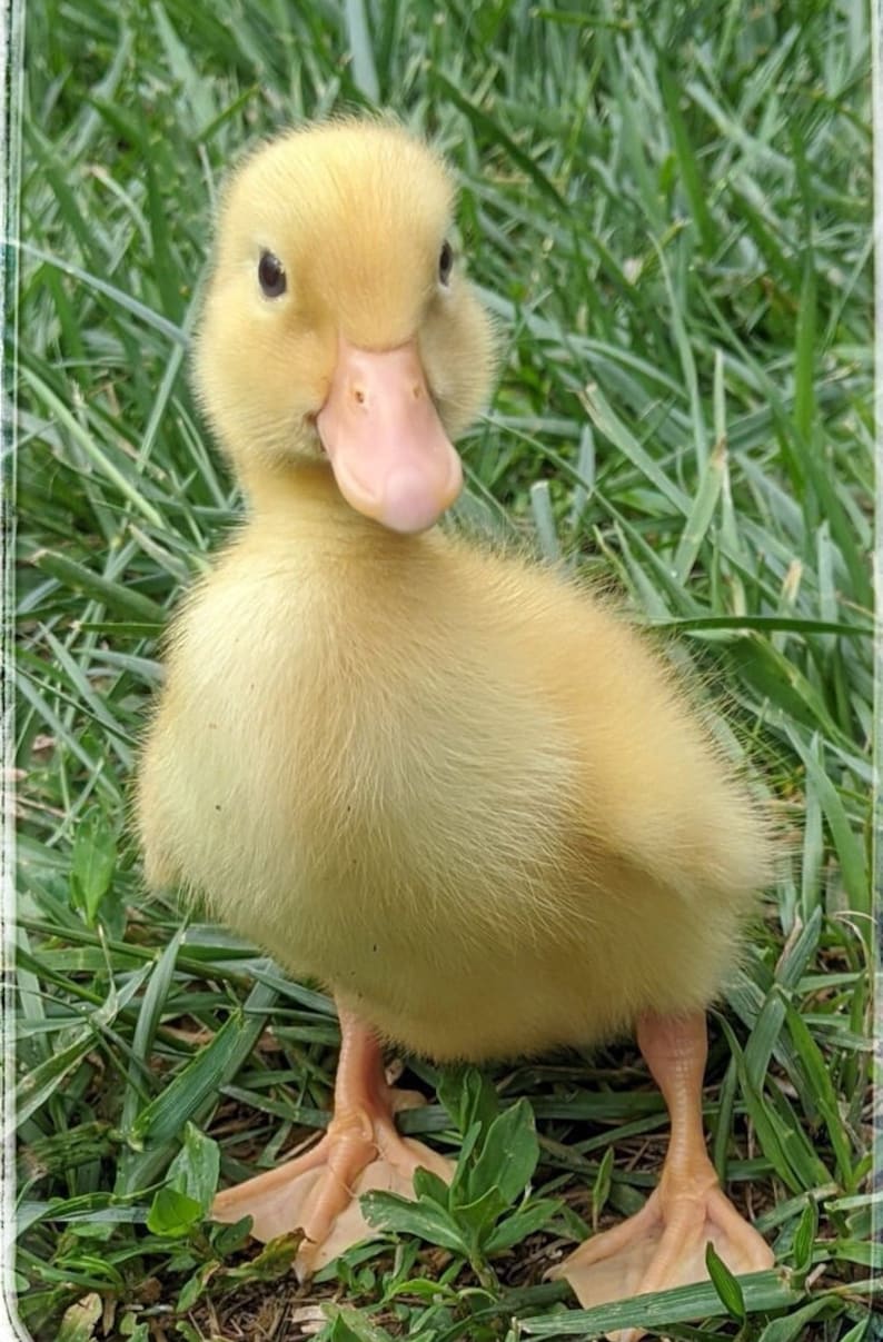 Baby Ducklings in the Spring | Photo Card Stationery With Envelopes - Etsy