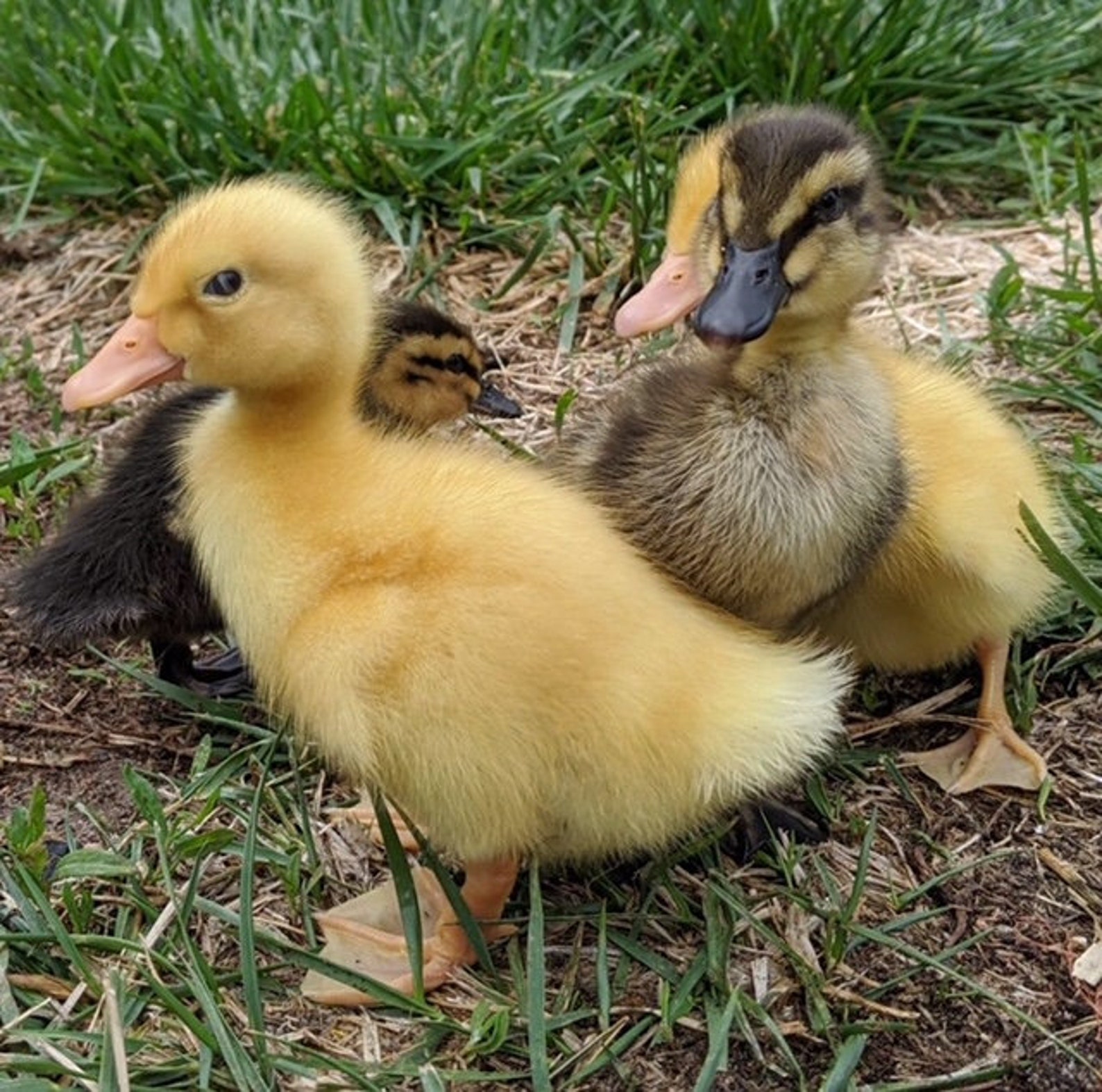Baby Ducklings in the Spring | Photo Card Stationery With Envelopes - Etsy