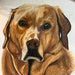 Colored Pencil Memorial Dog Drawing - Etsy
