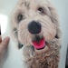Colored Pencil Memorial Dog Drawing - Etsy