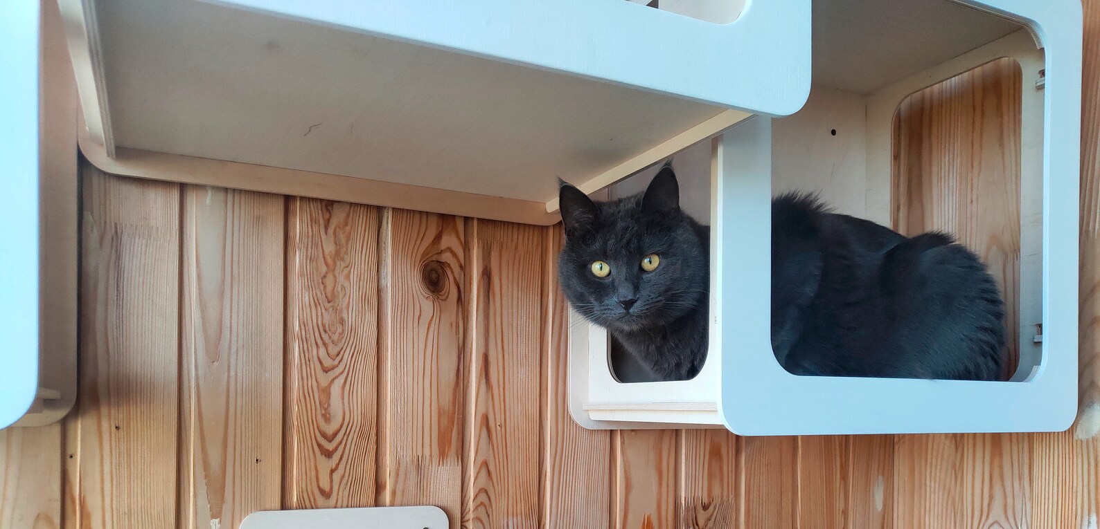 Floating Cat Shelf Cat Wall Furniture Cat Shelves Modern - Etsy