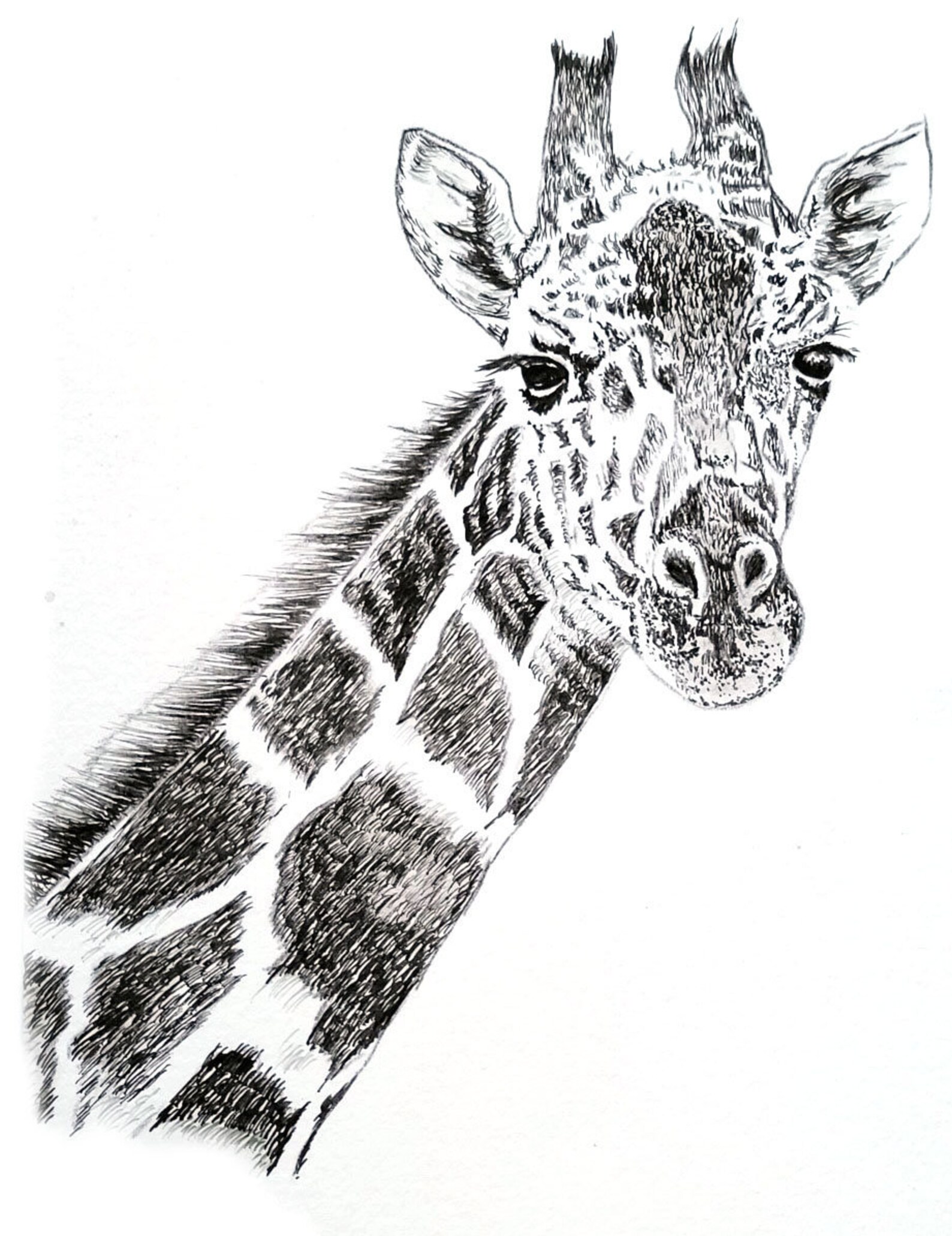 Pen & Ink Majestic Giraffe Print - Etsy