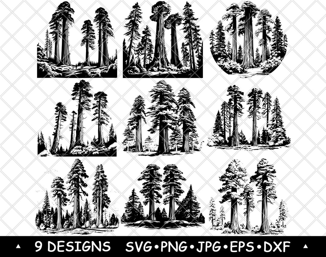Giant Sequoia SVG Bundle Redwood Tree Clipart Ancient Forest Vector ...