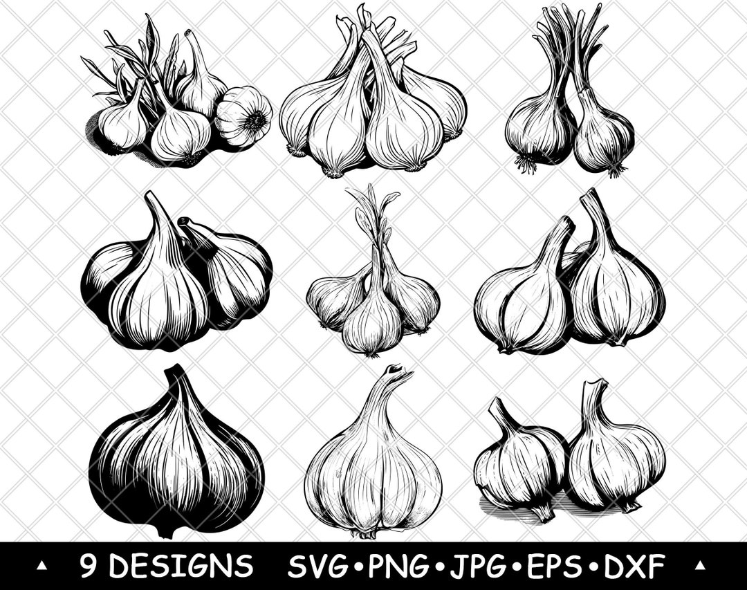 Garlic Bulbs Vector Art - Hand Drawn Herb Clipart for Stickers, Prints ...
