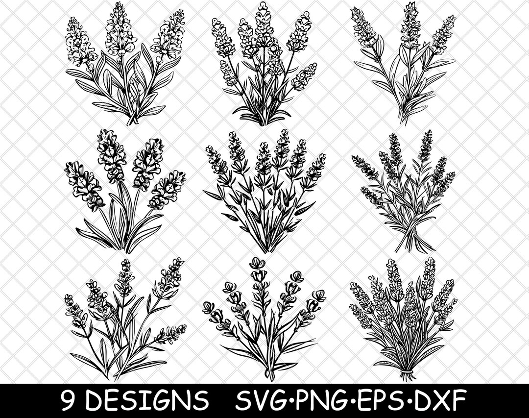 French Lavender Flower Bouquet Lavandula Herb Garden Png,svg,eps,cricut ...