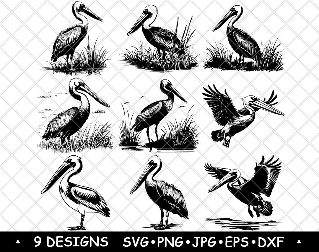 Pelican SVG Bundle | Coastal Bird Silhouette Clipart | Wildlife Wetland ...