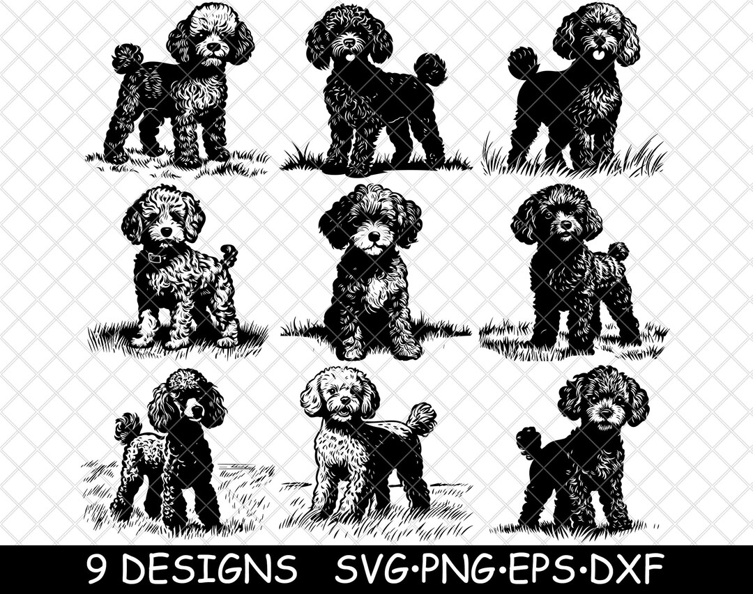 Toy Poodle Dog Small Breed Mini AKC Cute Tiny Puppy Fluffy Fur Pet Svg ...