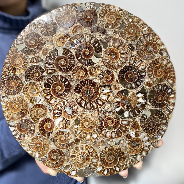 Ammonite - Etsy