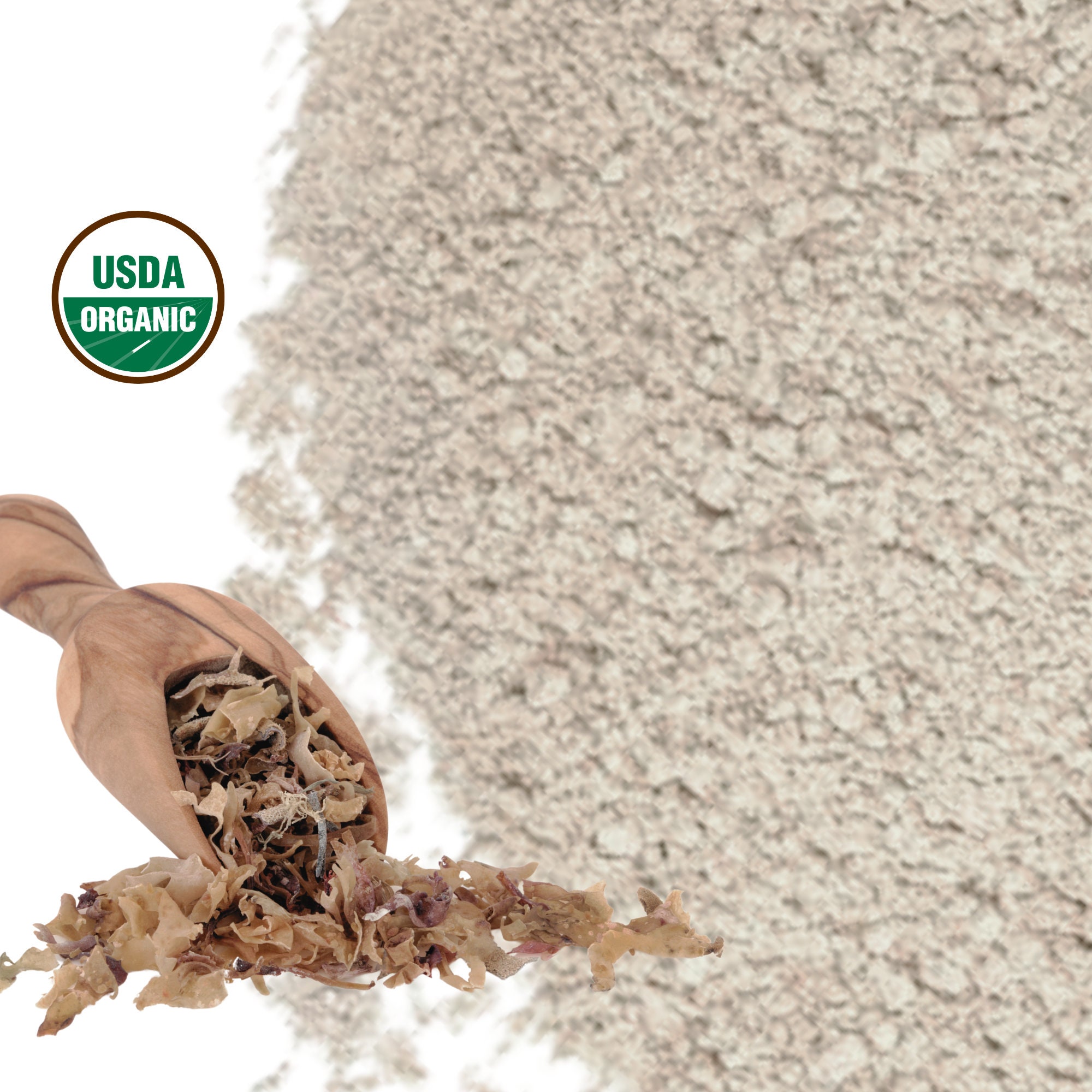 Irish Sea Moss Powder, BULK Chondrus Crispus | Ireland Seamoss ...