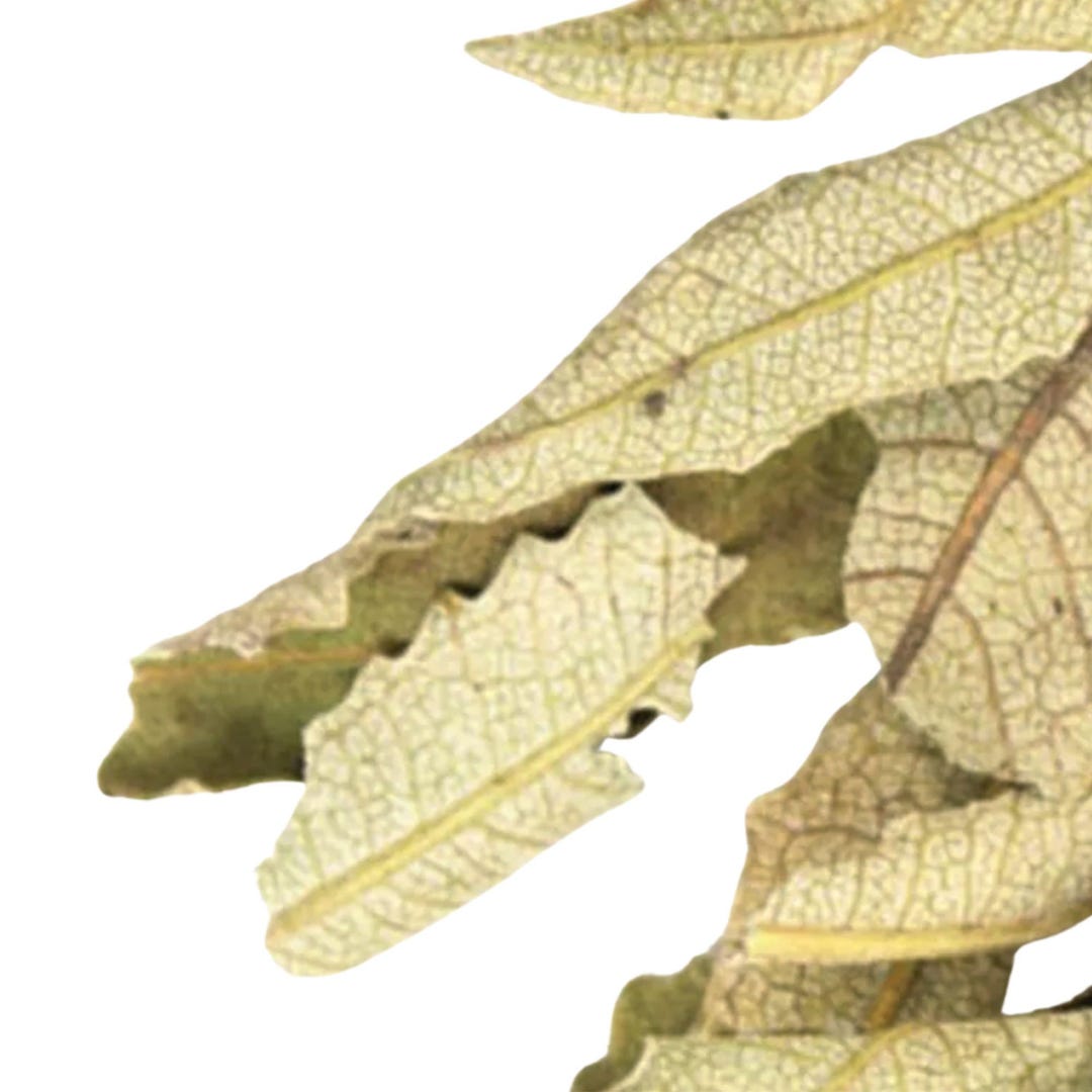 Yerba Santa Leaf, Whole - USA Wildcrafted | Respiratory Herbal Tea ...