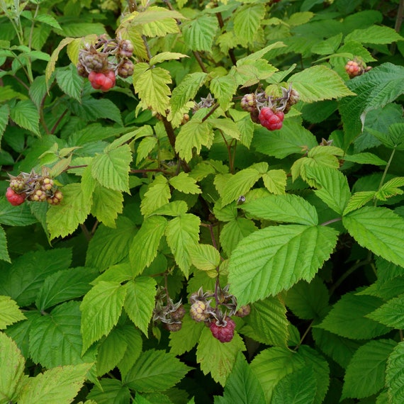 Wild Raspberry Leaves