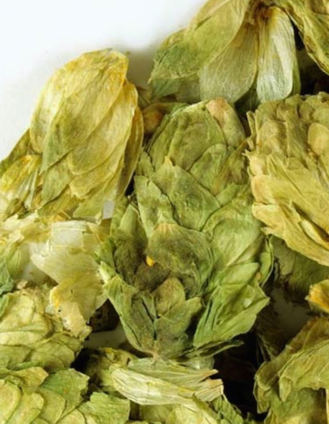 Hops Flower, Whole USA - 1lb | Hops Petal | Humulus Lupulus | Dried ...