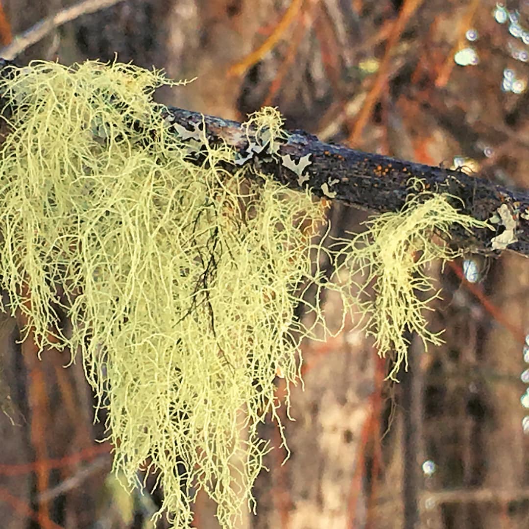 Usnea Lichen, Old Man Beard, USA Wildcrafted, 1lb - Etsy