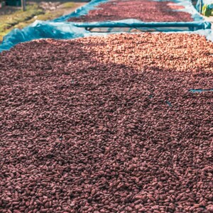 Fat-free (low) Decaf Cocoa Powder, Unsweetened: Theobroma Cacao - Etsy