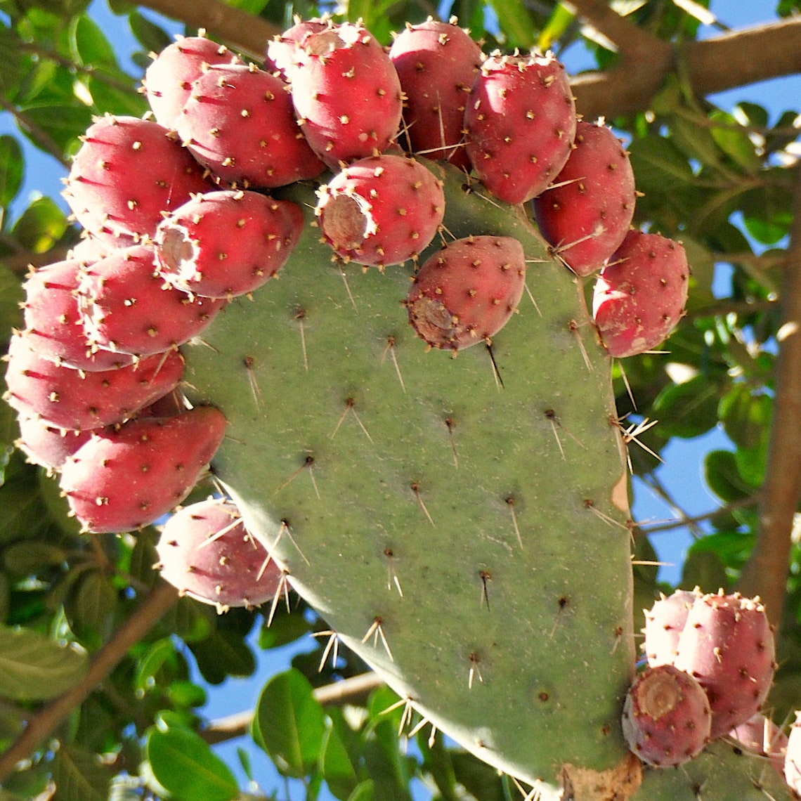Prickly Pear Nopal Cactus Powder, Wildcrafted Nopales | Opuntia Ficus ...