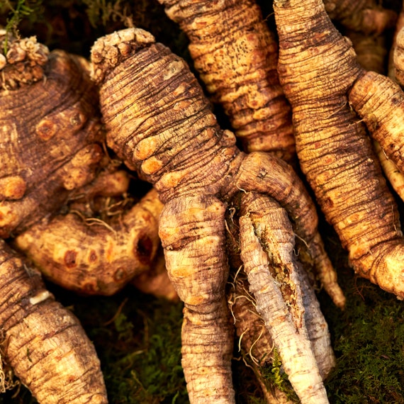American Ginseng Root Buy Humming Herbs Tripple Action Ginseng 600mg