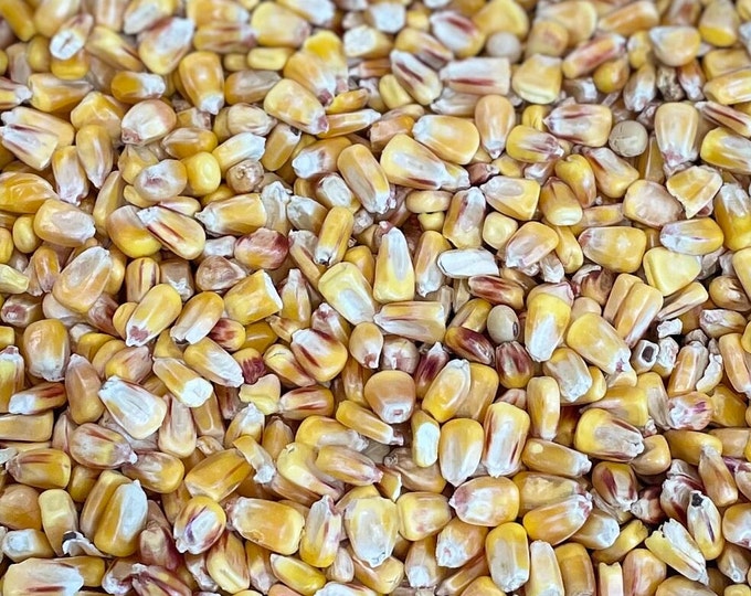 Sensory Bin Filler, Real Dried Corn, Yellow Corn, for Farm, Fall, or ...