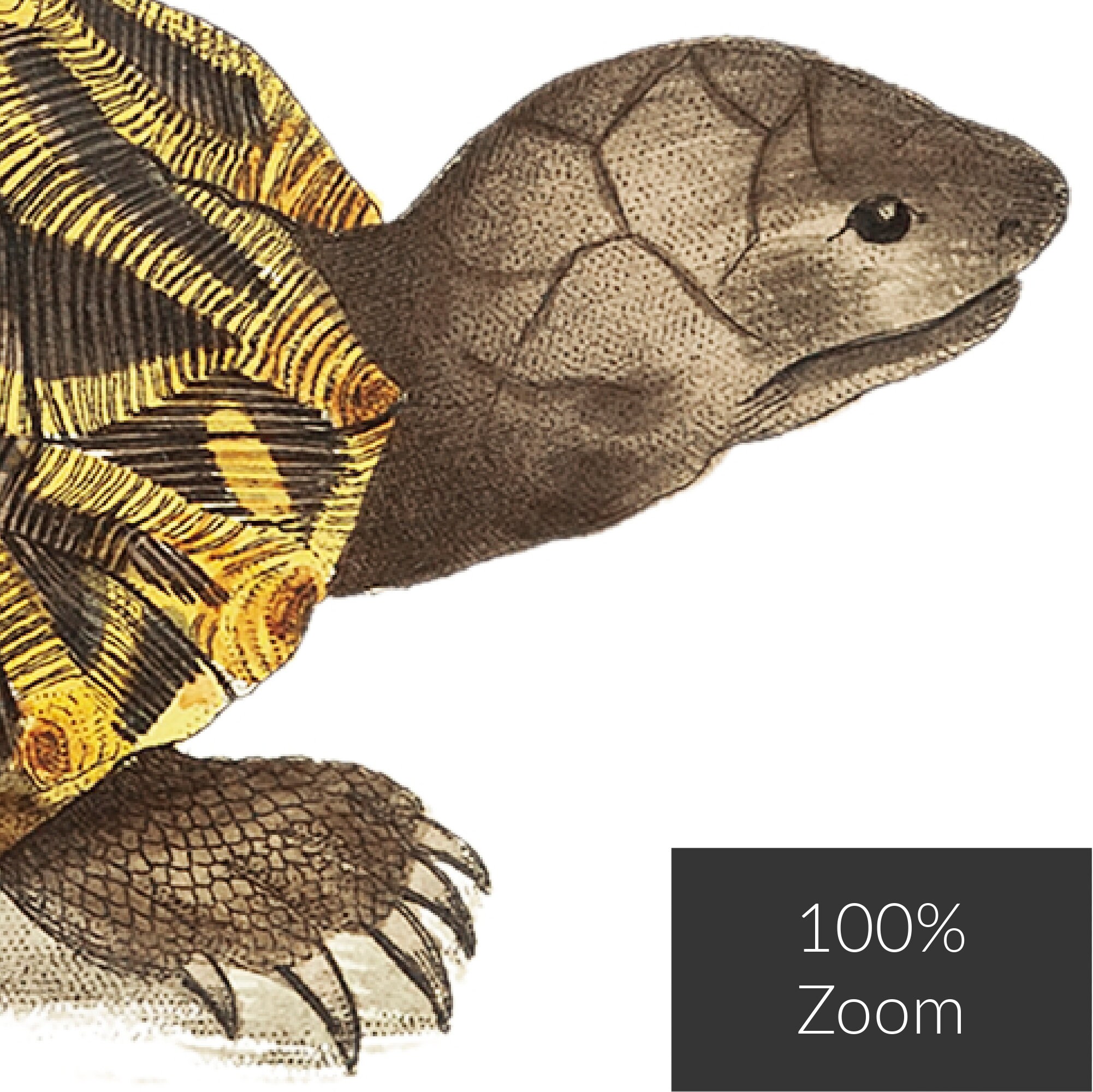 Radiated Tortoise Print Oval Tortoise Illustration Madagascar Tortoise ...