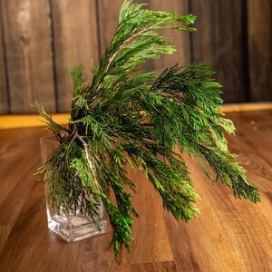 Fresh Cedar Branches, Preserved Cedar, Preserved Greenery, Greenery for ...