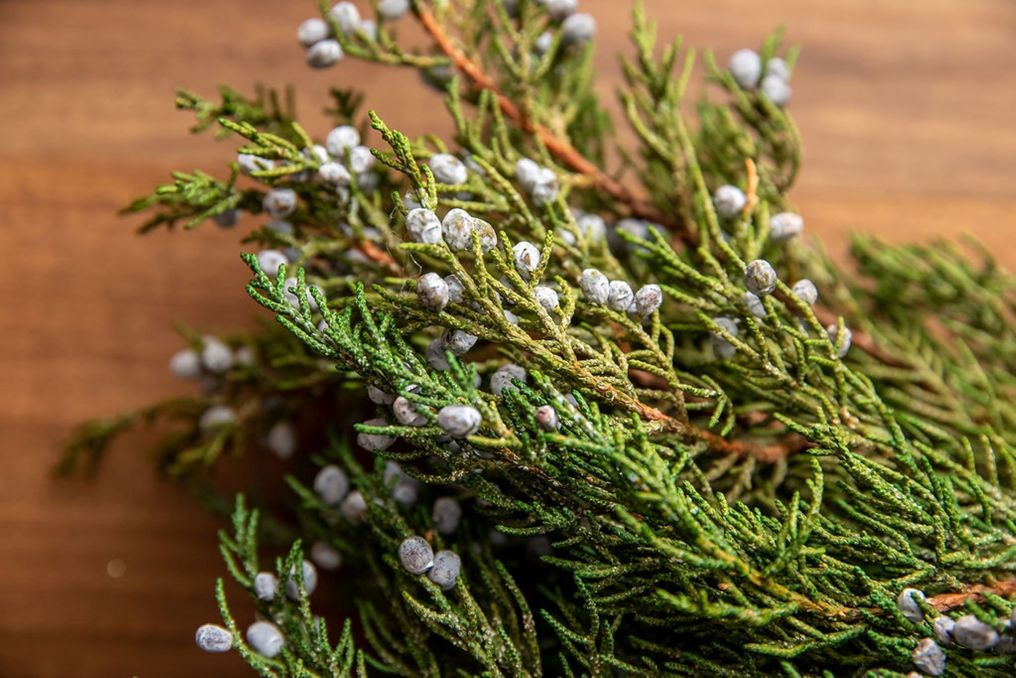 Fresh Cut Juniper, Preserved Juniper Branches, Juniper for Wreaths ...