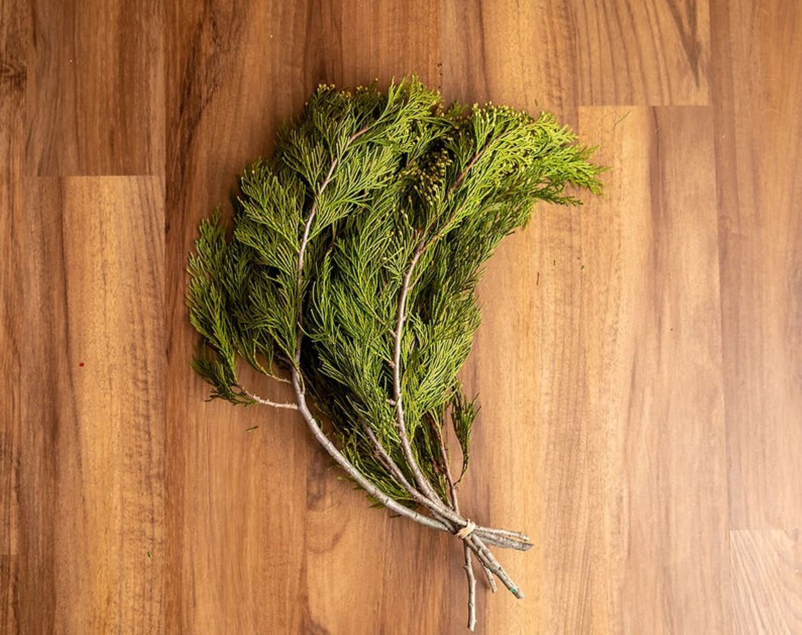 Fresh Cedar Branches, Preserved Cedar, Preserved Greenery, Greenery for ...