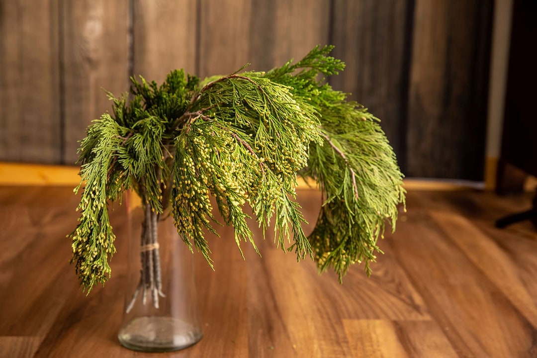 Fresh Cedar Branches, Preserved Cedar, Preserved Greenery, Greenery for ...