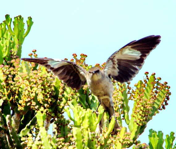 Mockingbird Mating Dance Photography Canvas Print - Etsy