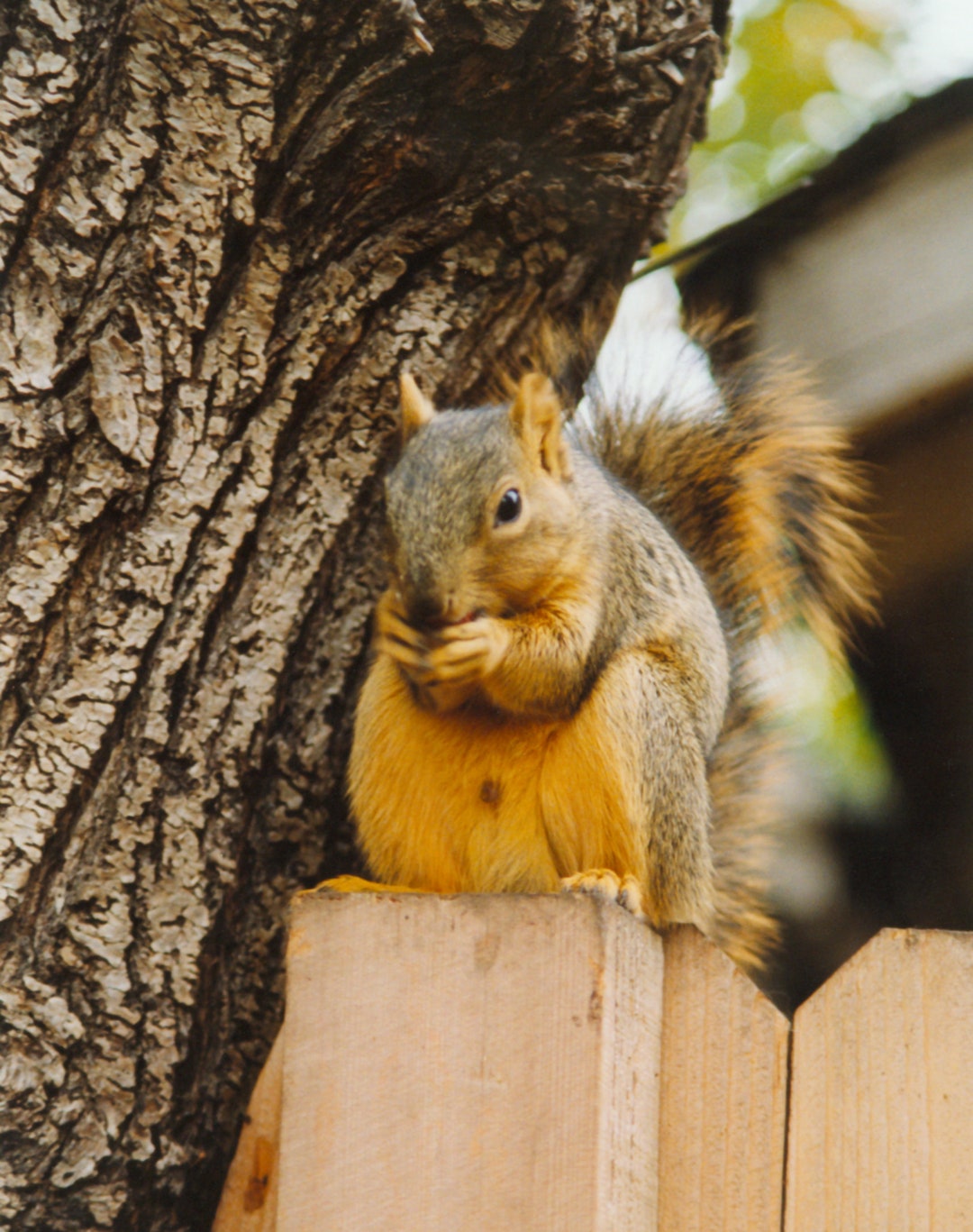 Squirrel Eating Nuts on a Fence, Photography, Canvas, Print, Livingroom ...