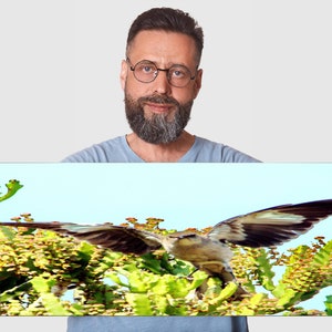 Mockingbird Mating Dance, Photography, Canvas, Print, Livingroom ...