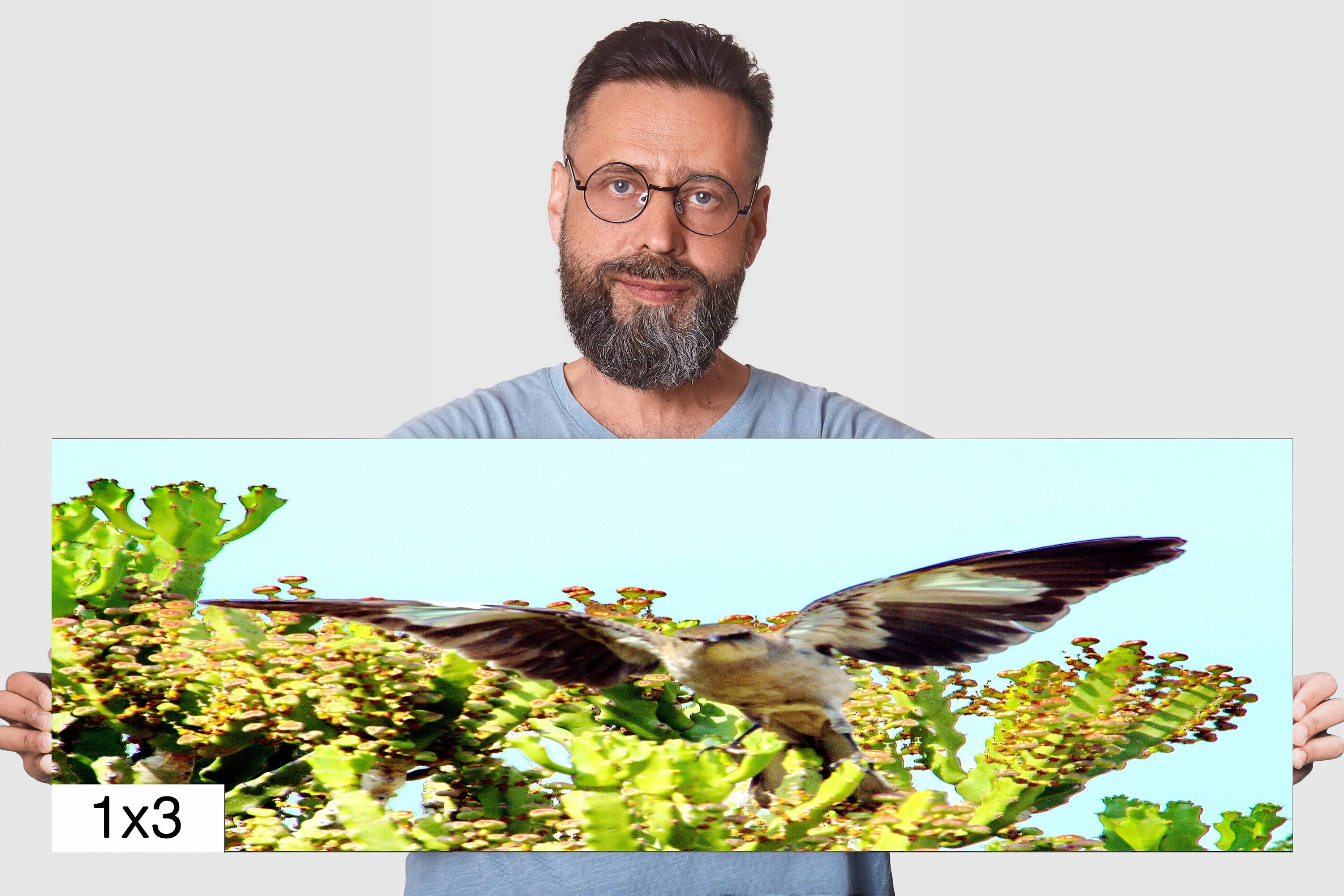 Mockingbird Mating Dance, Photography, Canvas, Print, Livingroom ...