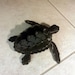 Loggerhead Sea Turtle (poseable). STL File for 3D Printing - Digital ...