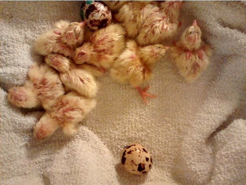 Quail Egg Turner. STL File for 3D Printing Digital Download. - Etsy