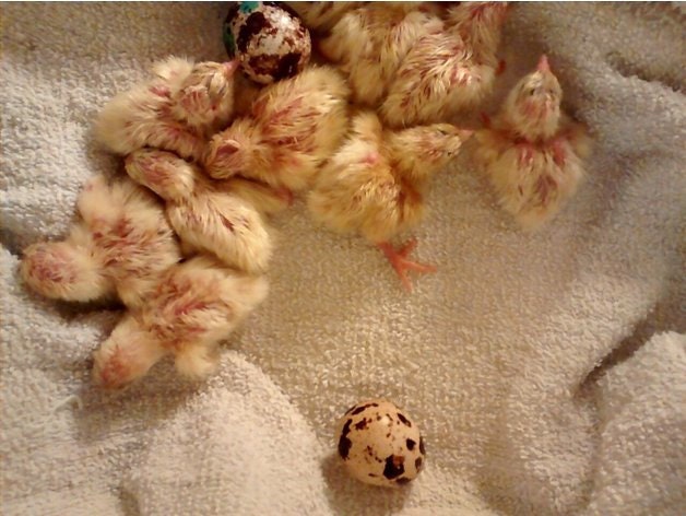 Quail Egg Turner. STL File for 3D Printing Digital Download. - Etsy