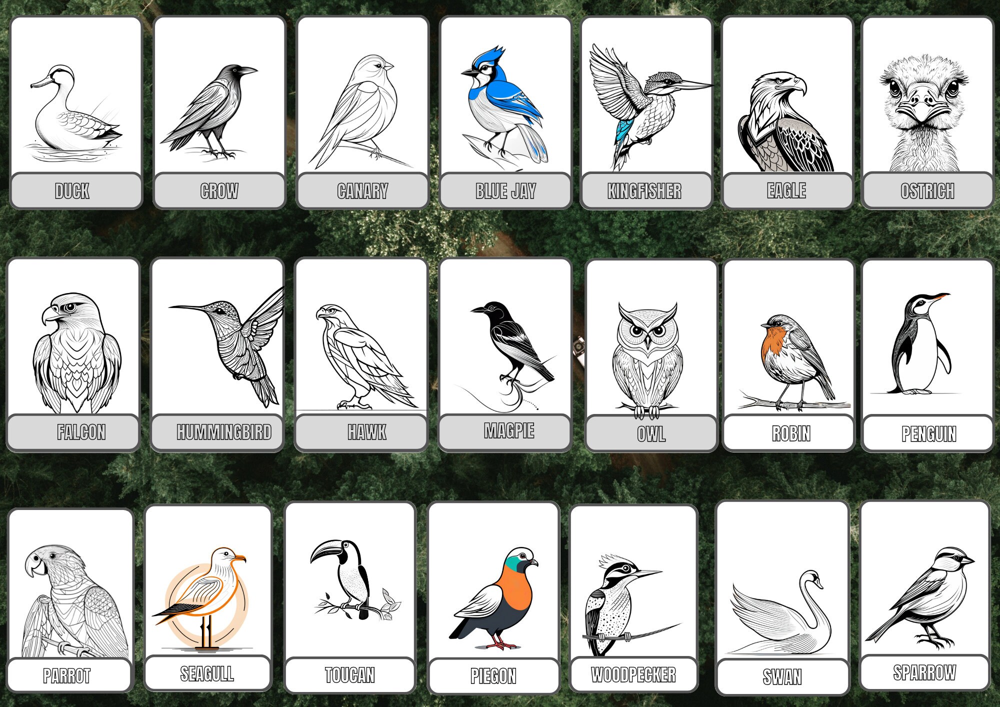 Set of 21 Montessori Birds Flash Card Collection Editable PDF - Etsy