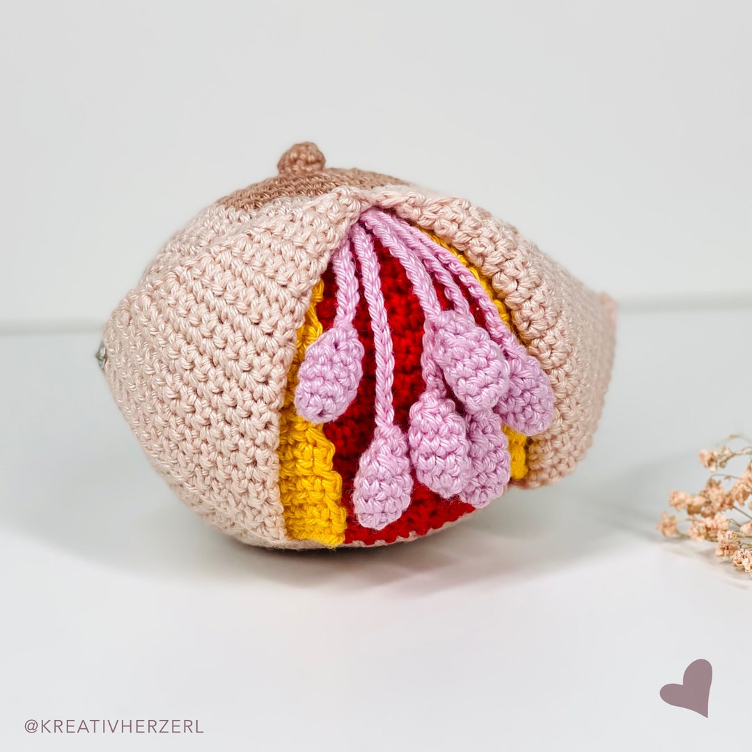 Anatomical Breast Model, Breastfeeding Model for Midwives, Lactation ...